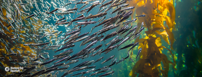 Virtual Field Trips and Learning From Home - NOLA Family Magazine