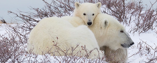 Virtual Field Trips and Learning From Home - NOLA Family Magazine