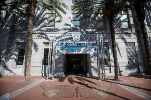 Audubon Butterfly Garden and Insectarium to close Canal St. location ...